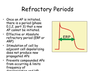 antiarrhythmics | PPT | Heart and Cardiovascular Diseases | Diseases ...