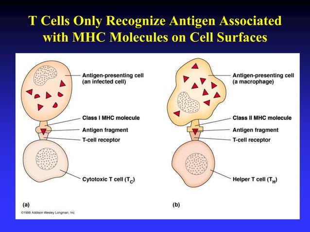 Antigen | PPT