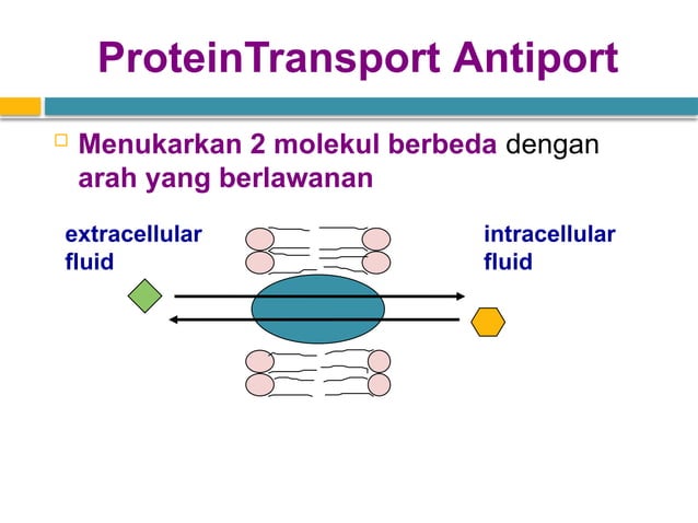membran sel dan transport membran pada sel eukariotik.pptx