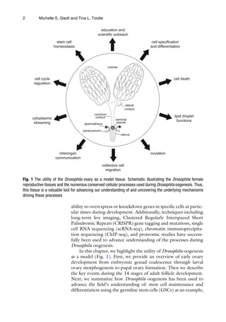 Drosophila Oogenesis Methods And Protocols Michelle S Giedt | PDF