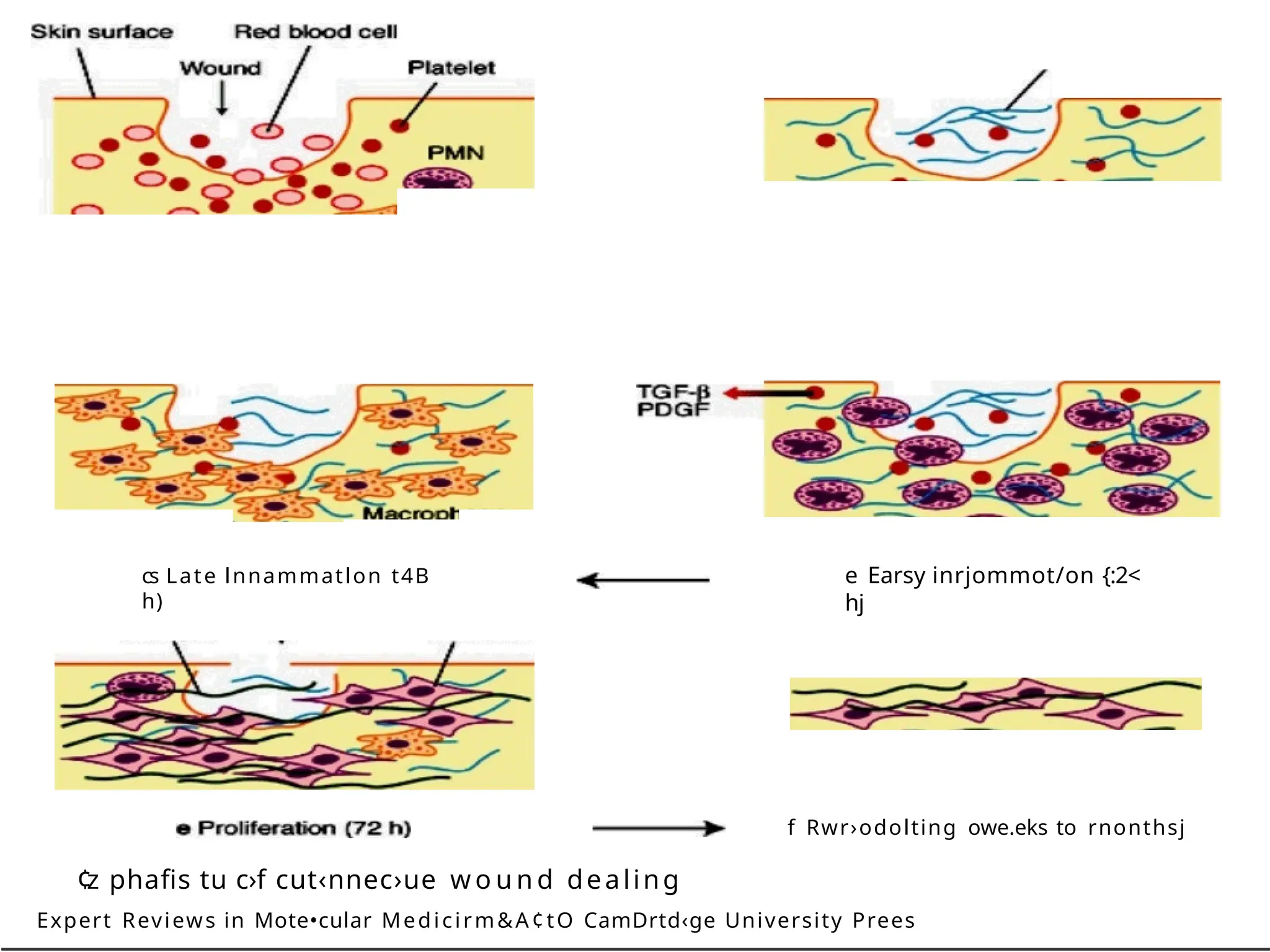 Wound healing process stages 238123310.pptx