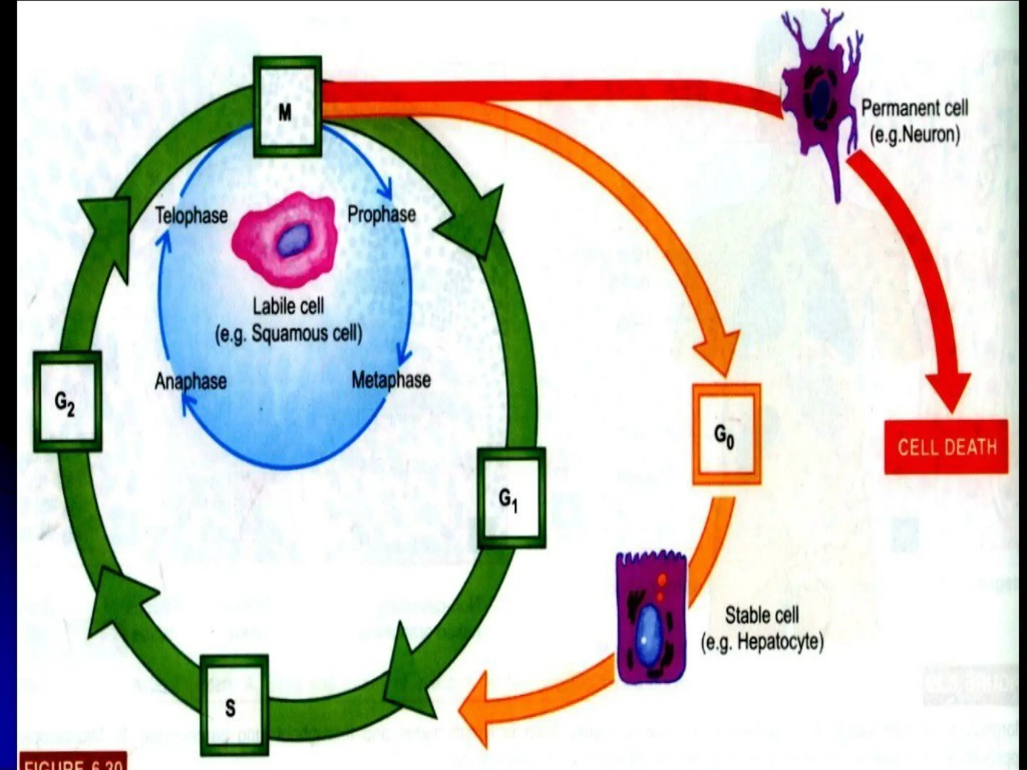 Wound healing process stages 238123310.pptx