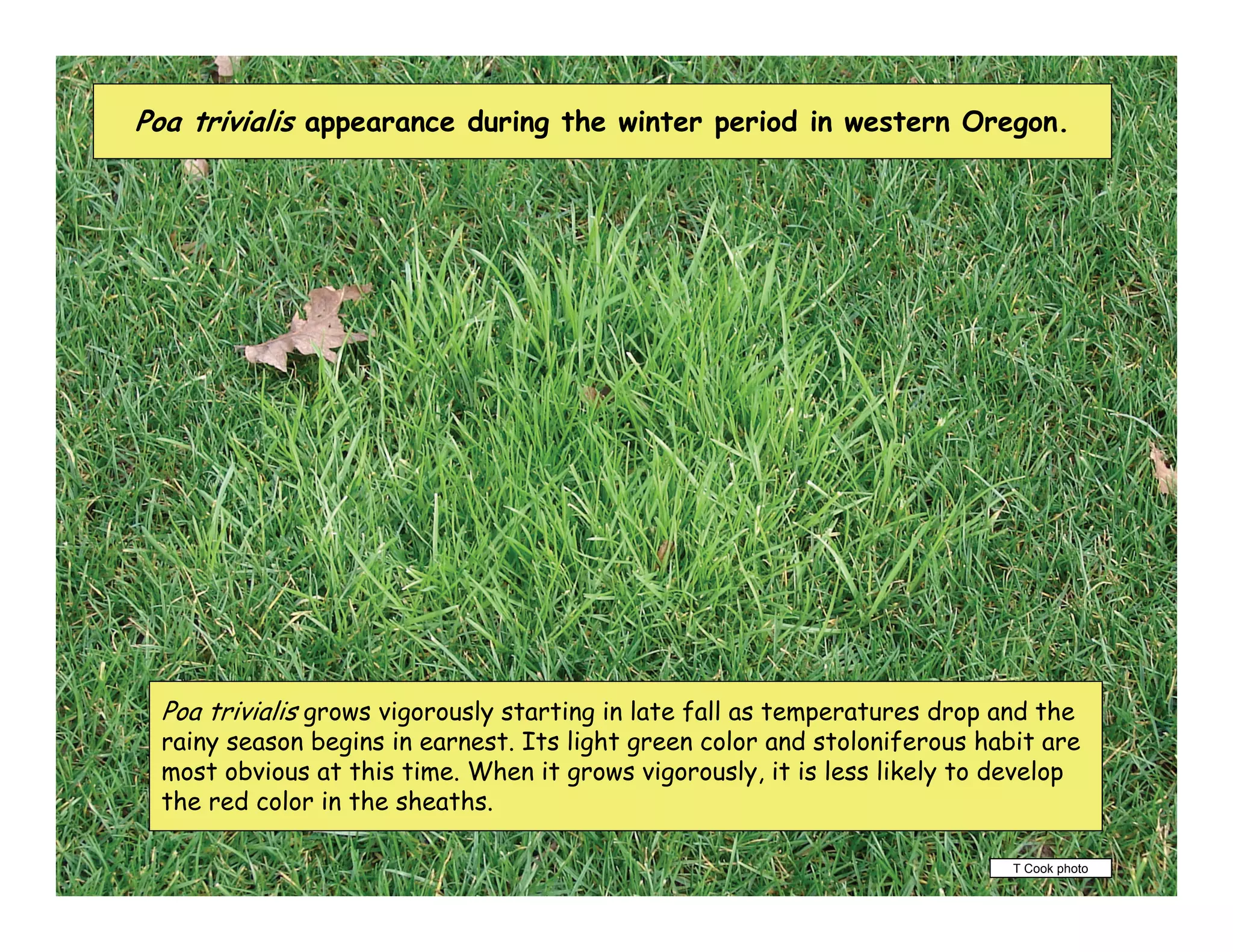 Vegetative Identification of Common Turfgrasses in the Pacific ...
