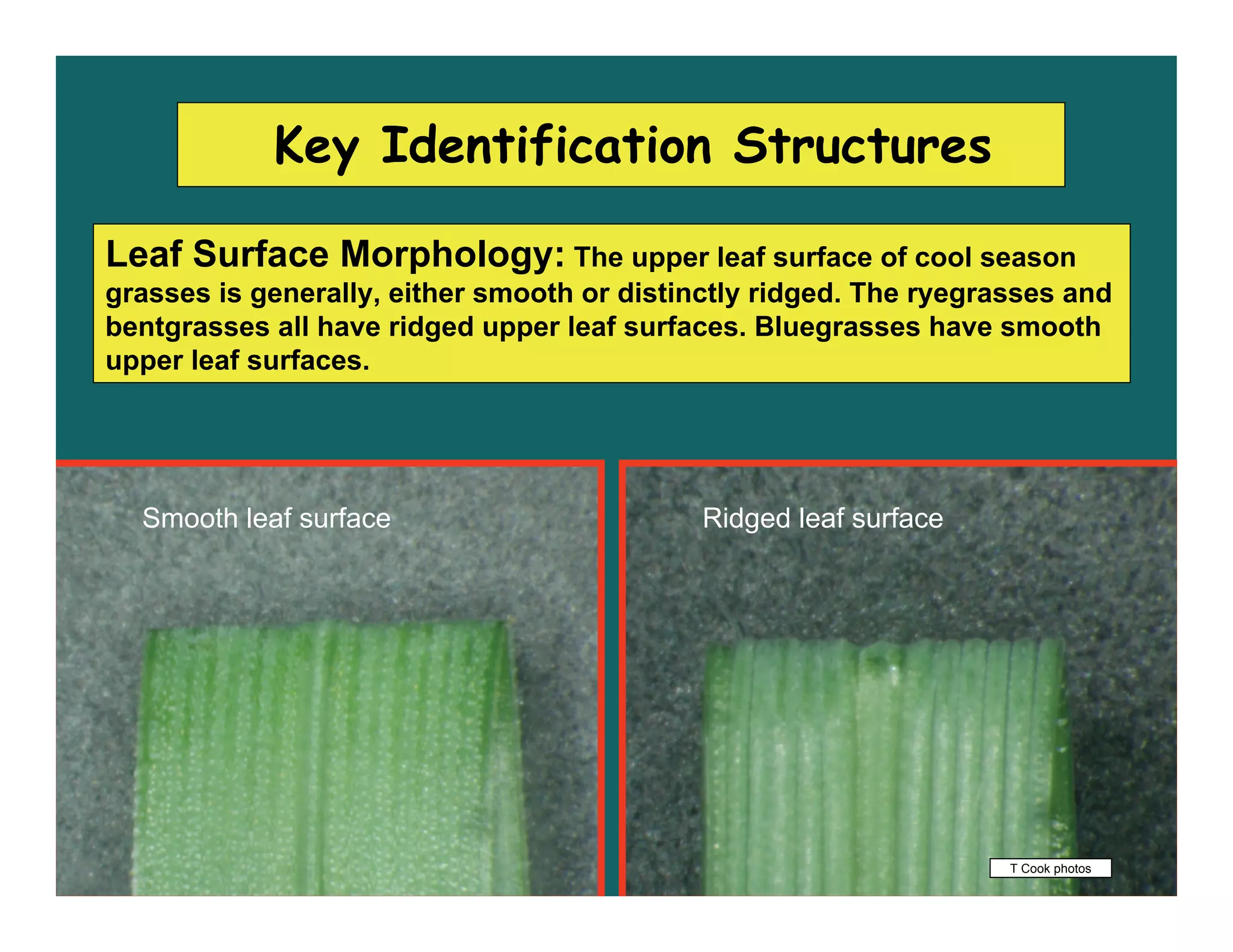 Vegetative Identification of Common Turfgrasses in the Pacific ...