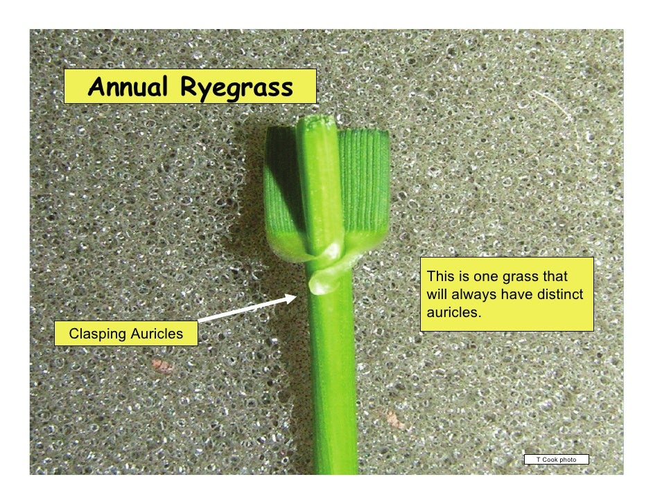 New Lawn weed identifying help | Lawn Care Forum
