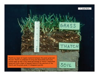 Thatch Management | PDF