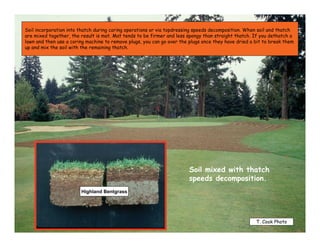 Thatch Management | PDF