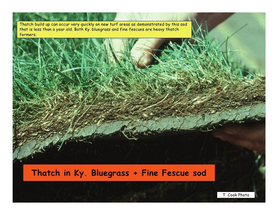 Thatch Management