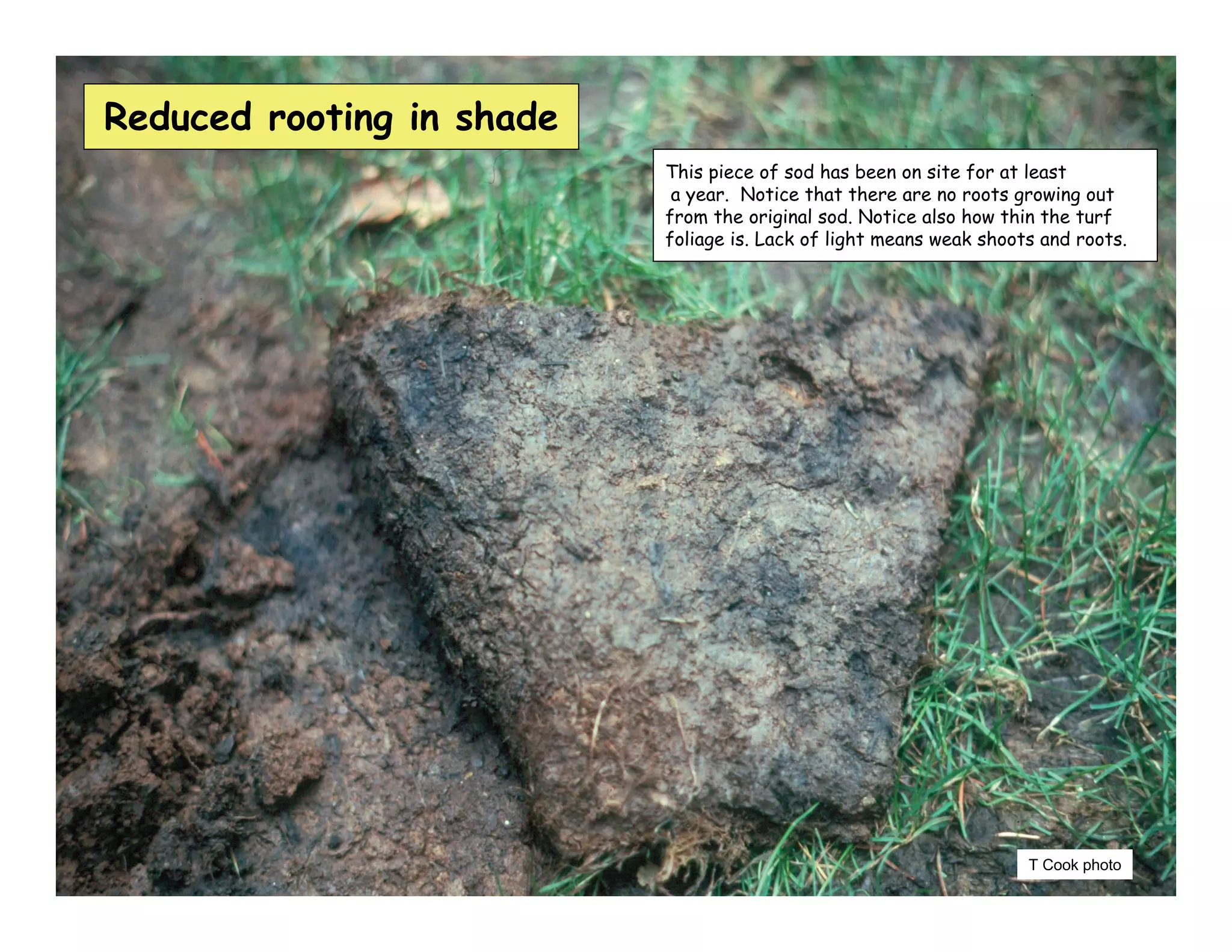 Turf Culture in Shade | PDF
