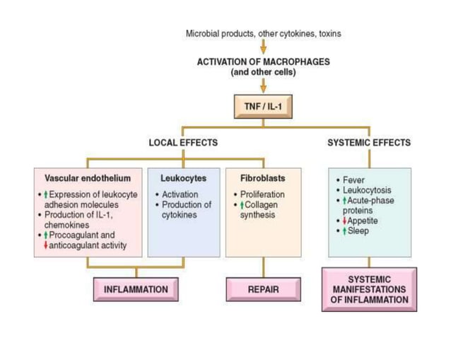 2,3 acute inflammation.ppt