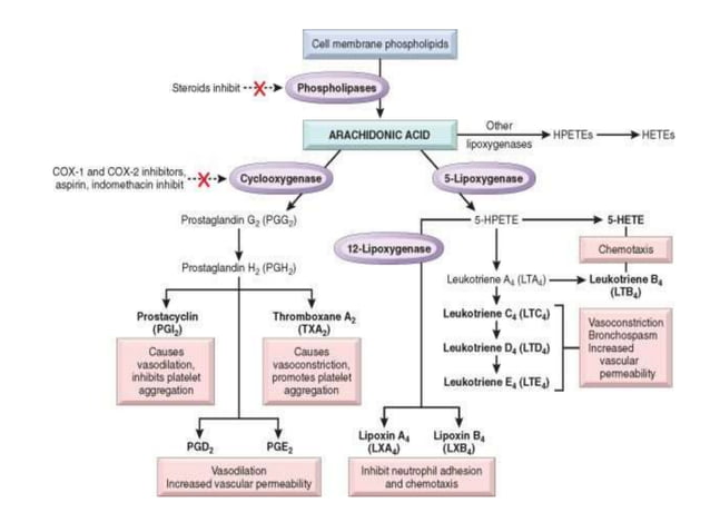 2,3 acute inflammation.ppt
