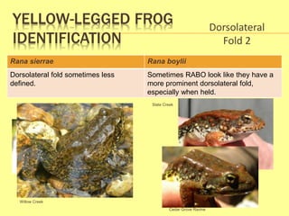 Yellow-Legged Frog Identification PowerPoint1 | PPTX
