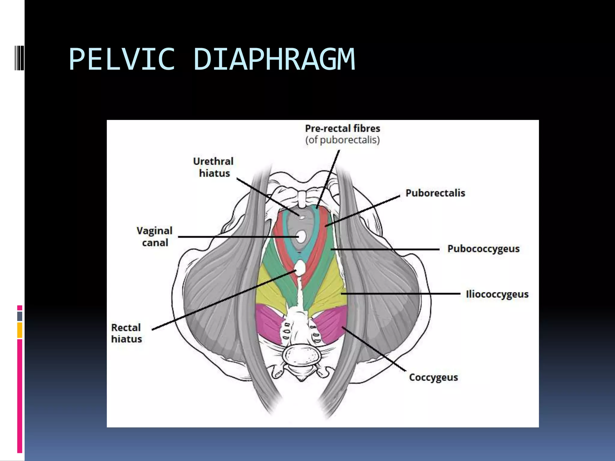 JUNCTIONAL ZONES OF TORSO TRAUMA | PPTX