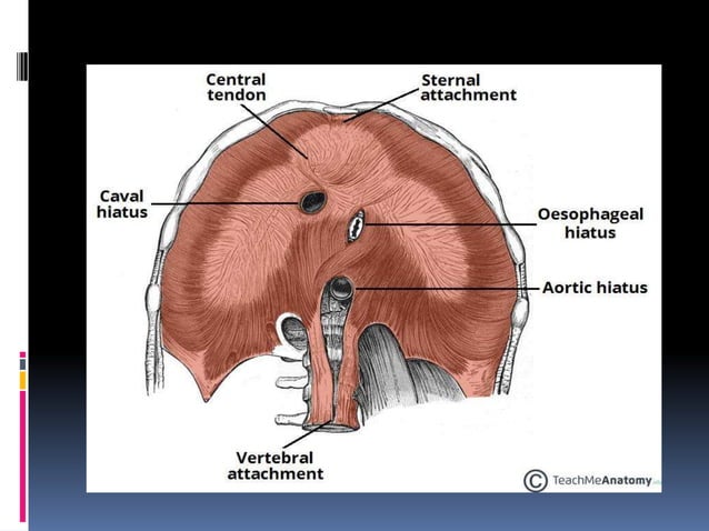 JUNCTIONAL ZONES OF TORSO TRAUMA | PPT