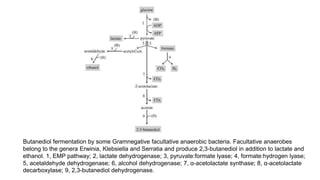 2 3butanidiol path wayy fermetation.pptx