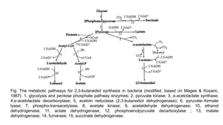2 3butanidiol path wayy fermetation.pptx