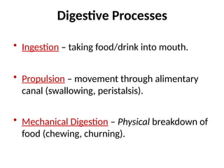 #23 Digestive Anatomy.pptxInfo about Digestive Anatomy for medicine ...