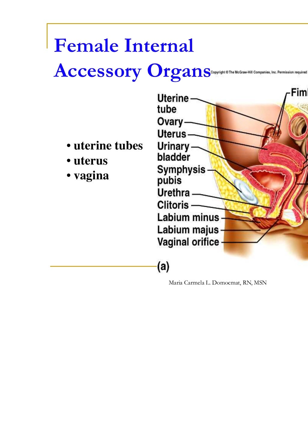 Assessment Of The Female Genitalia
