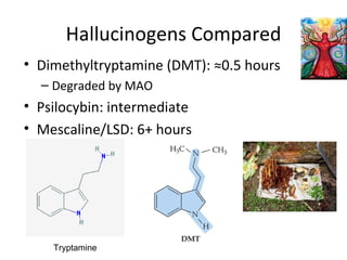 Neuropharmacology: Hallucinogens | PPT
