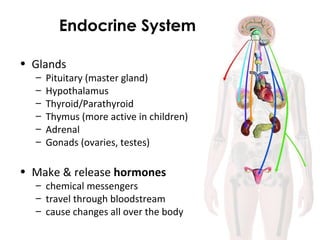 Immune and Endocrine Systems | PPT