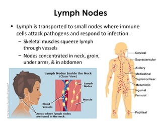 Immune and Endocrine Systems | PPT