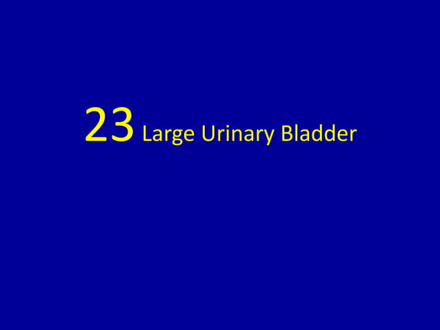 23 large urinary bladder | PPTX | Medical Health