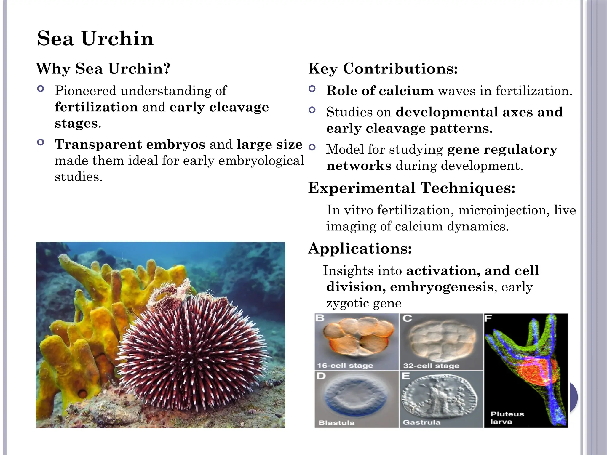 Model organisms in Experimental Developmental Biology UoH.pptx