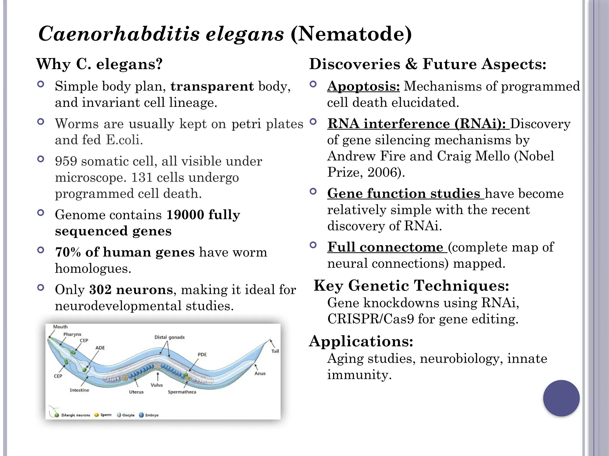 Model organisms in Experimental Developmental Biology UoH.pptx