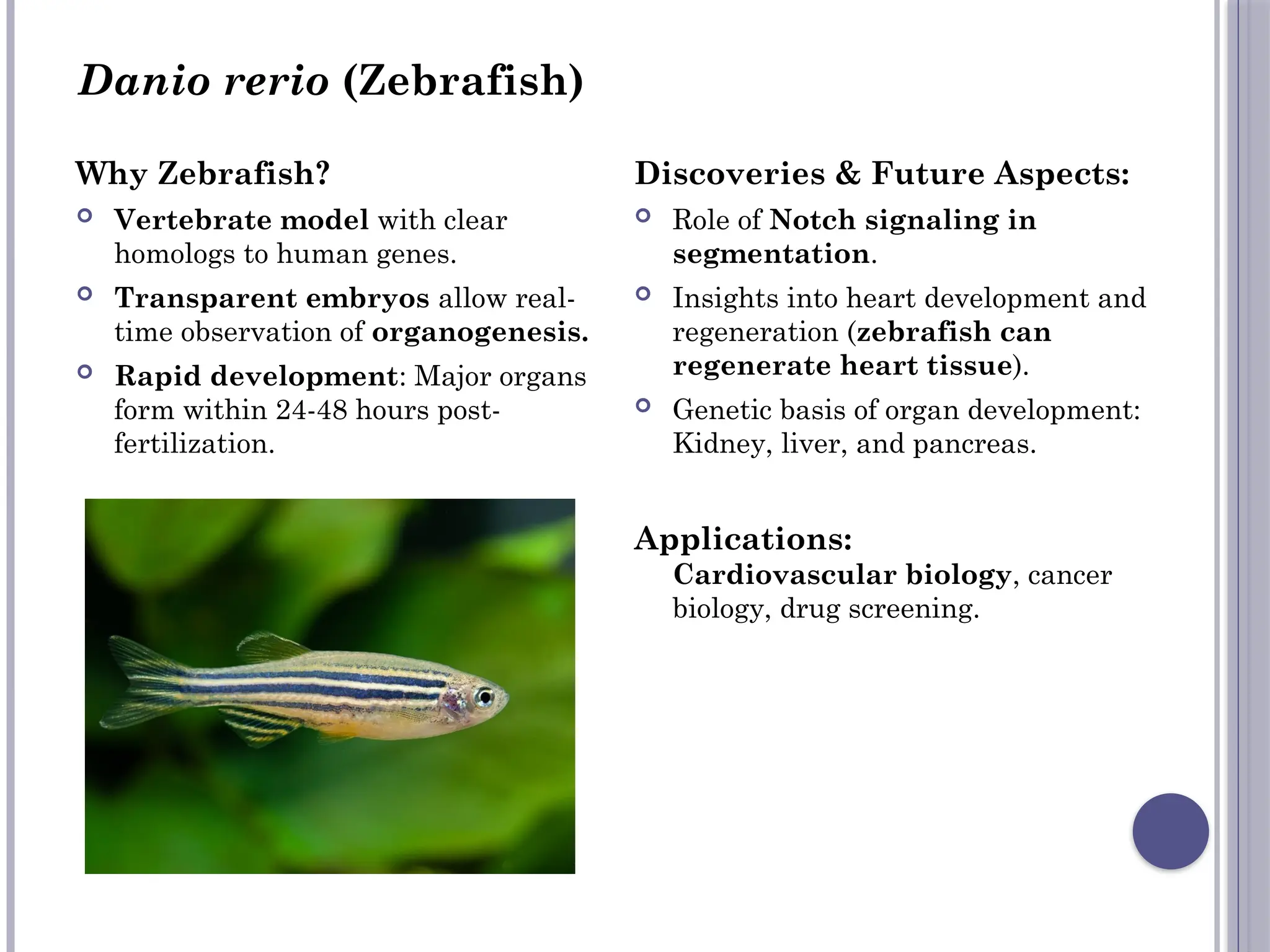 Model organisms in Experimental Developmental Biology UoH.pptx