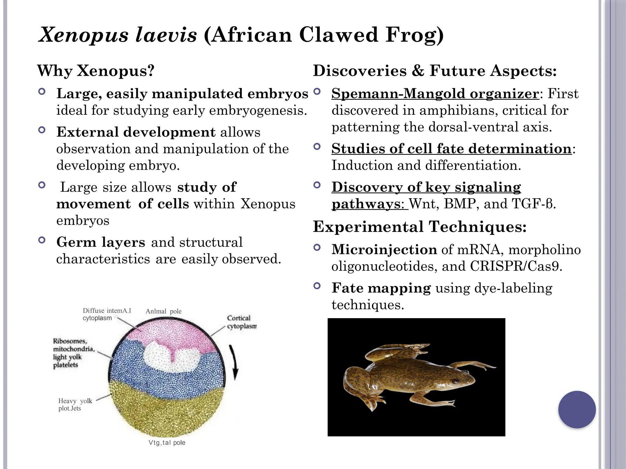 Model organisms in Experimental Developmental Biology UoH.pptx