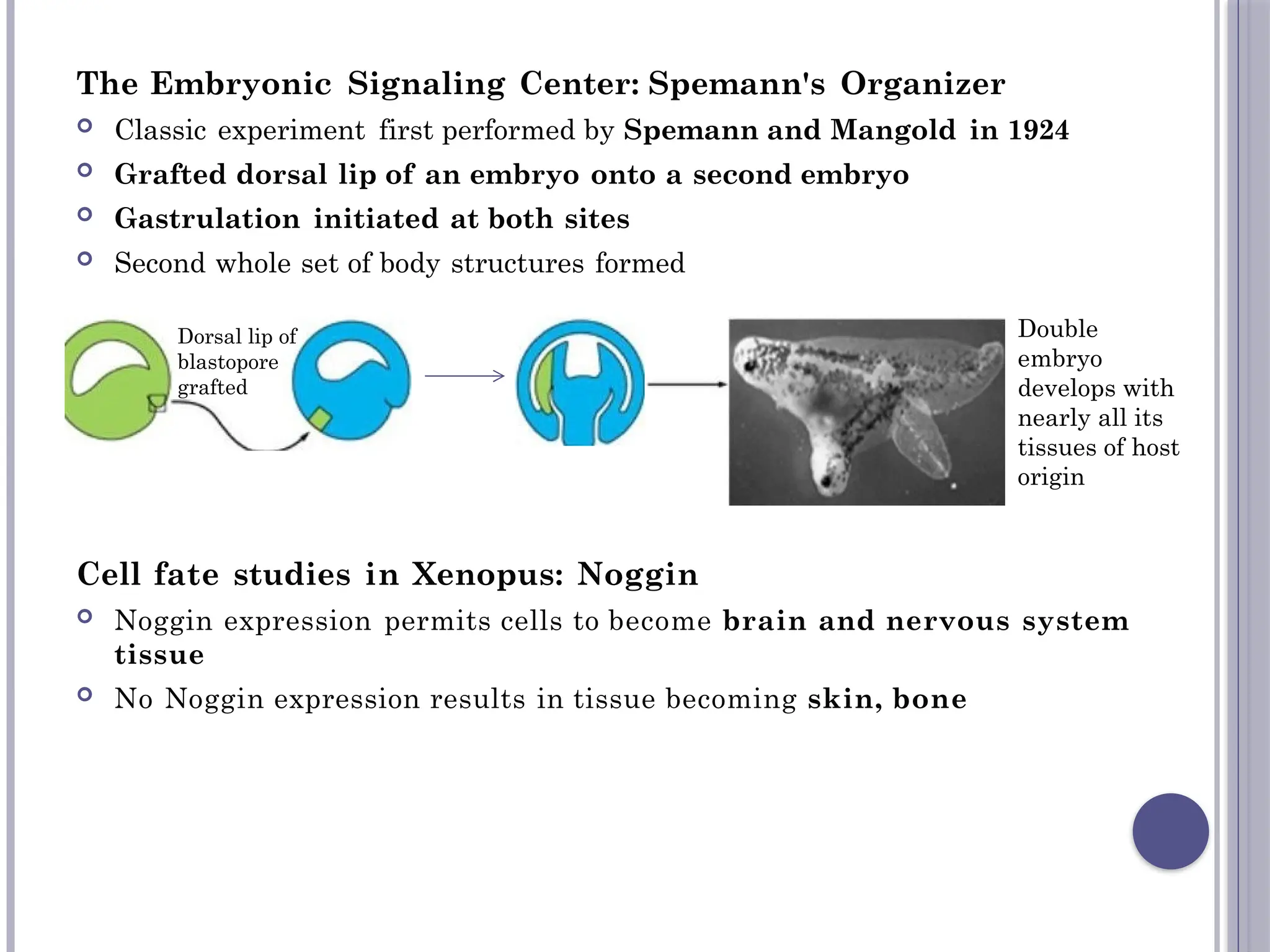 Model organisms in Experimental Developmental Biology UoH.pptx