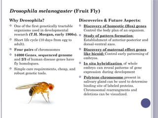 Model organisms in Experimental Developmental Biology UoH.pptx
