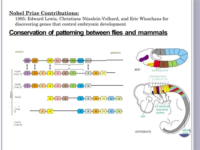 Model organisms in Experimental Developmental Biology UoH.pptx