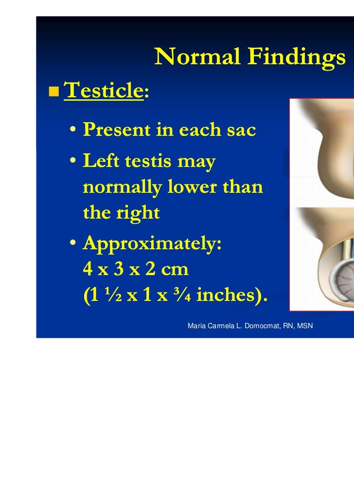 assessment of the male genitalia
