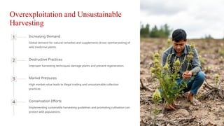 23MSB10034 ppt. Plant resource utilization and conservation.pptx