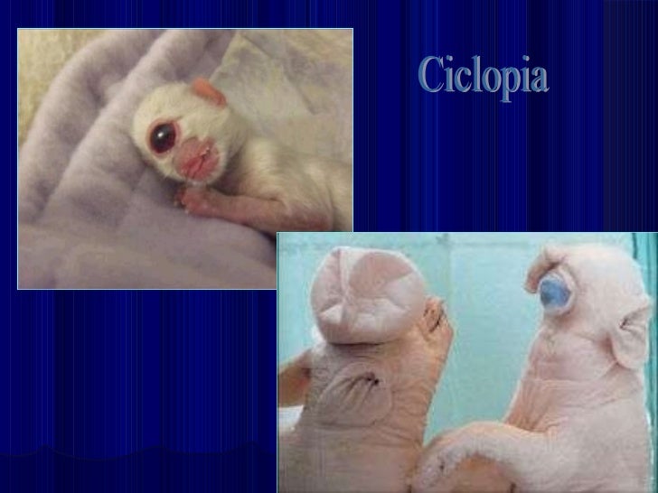 23 organo de los sentidos