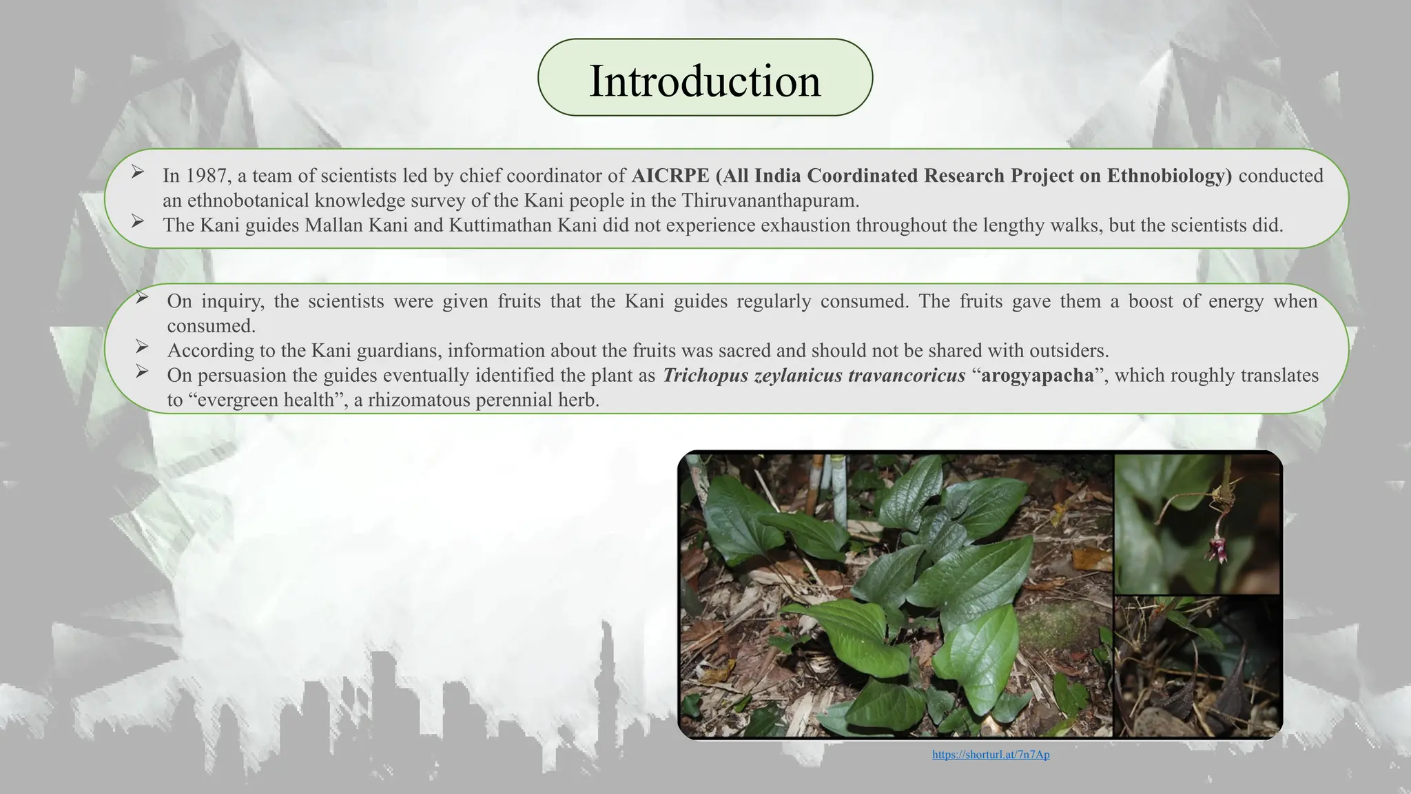 IPR-Traditional knowledge- Kani Tribe Case Study | PPTX