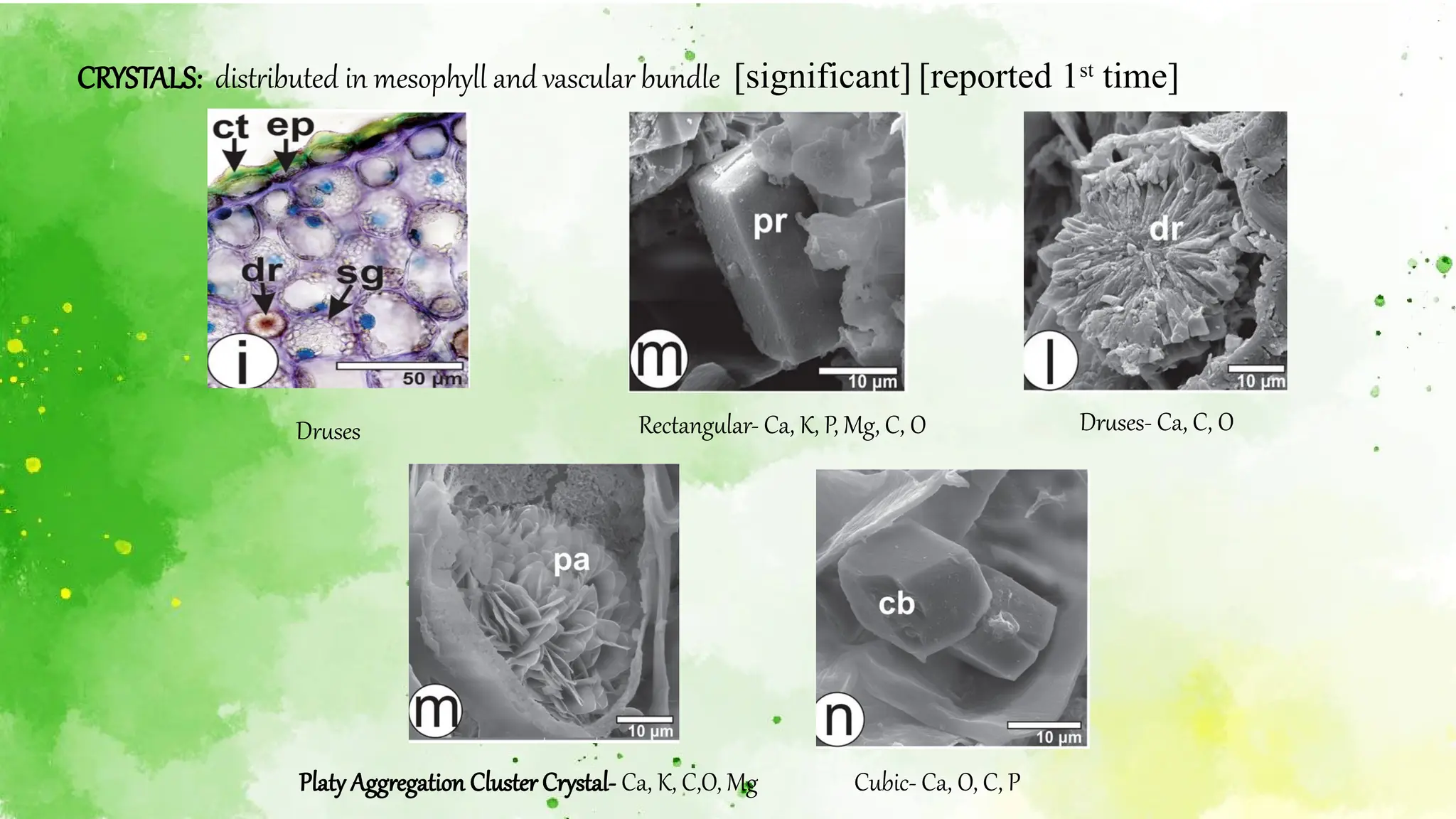 Investigations On The Morpho-anatomy And Histochemistry Of The European ...