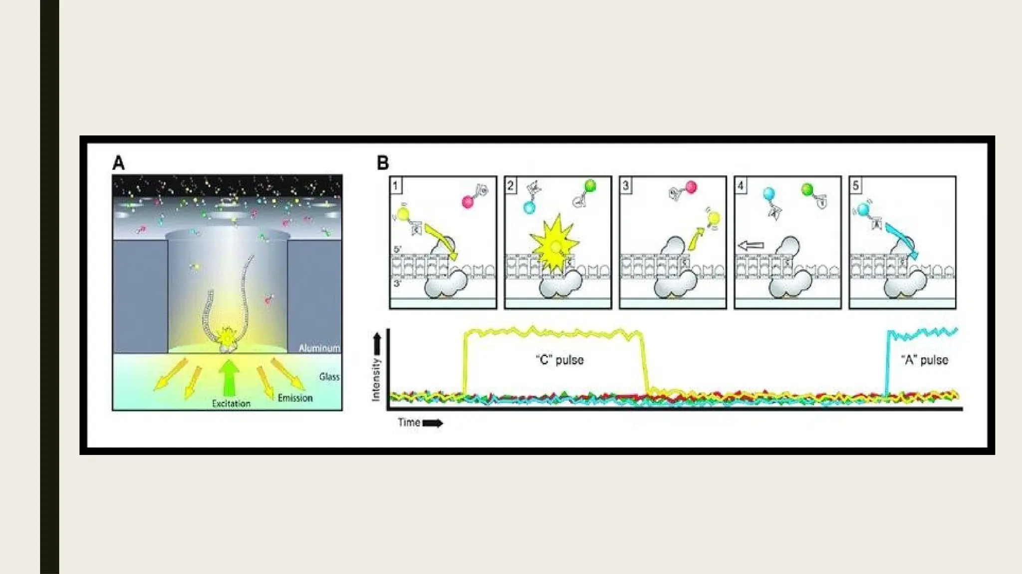 PACBIO SEQUENCING - PRINCIPLE, TYPES, APPLICATION, ADVANTAGE AND ...