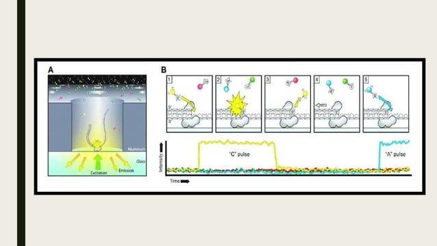PACBIO SEQUENCING - PRINCIPLE, TYPES, APPLICATION, ADVANTAGE AND ...