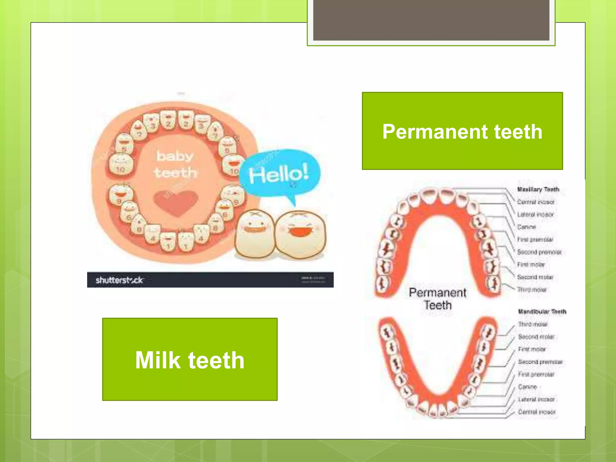 23 teeth and food guide pyramid | PPTX