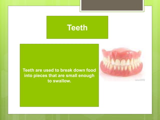23 teeth and food guide pyramid | PPTX