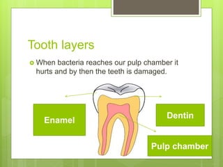 23 teeth and food guide pyramid | PPTX