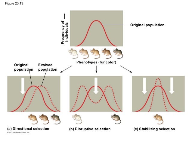 23 the evolution of populations
