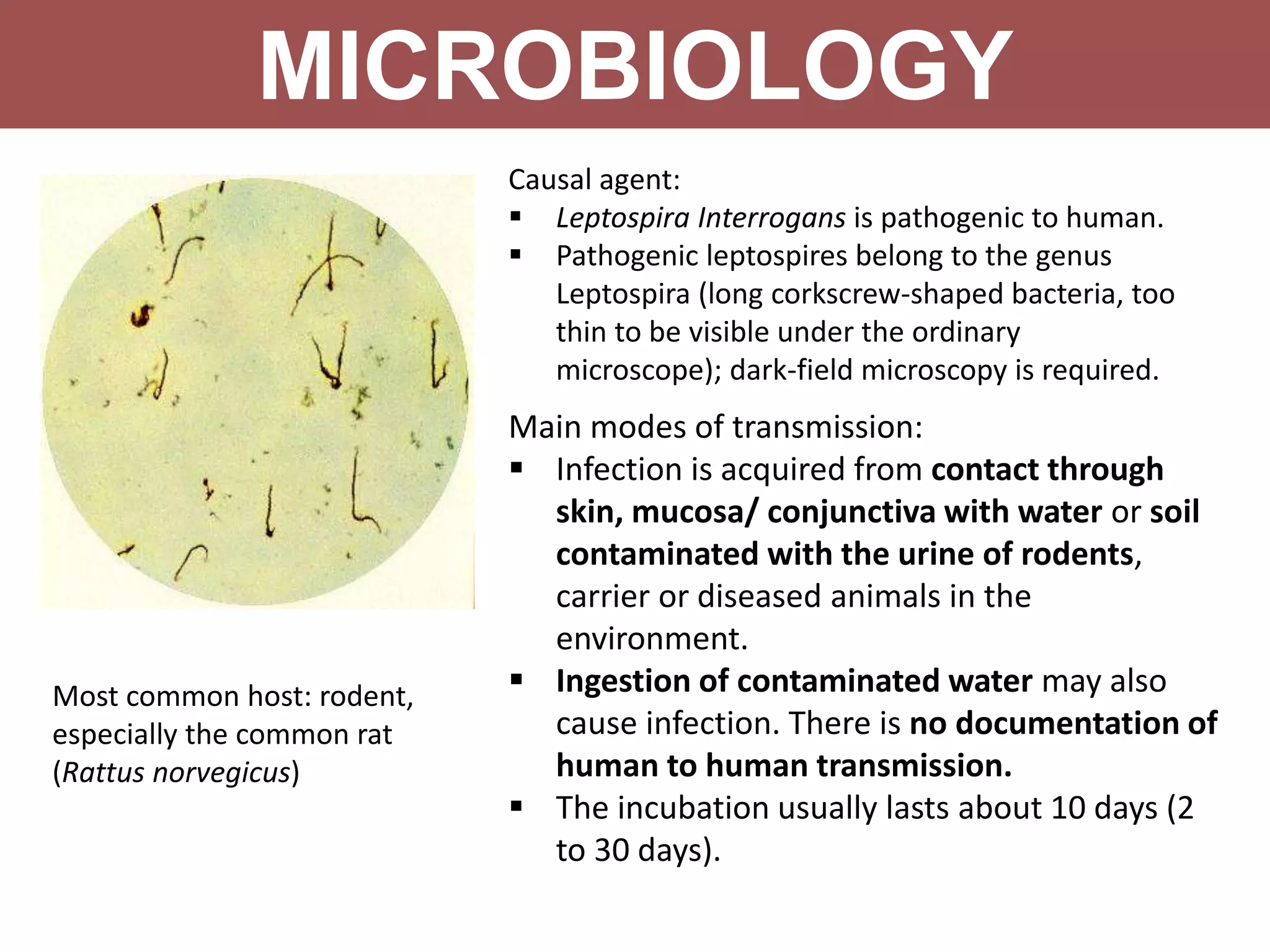 Leptospirosis | PPTX