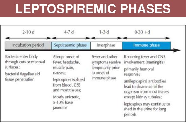 Leptospirosis