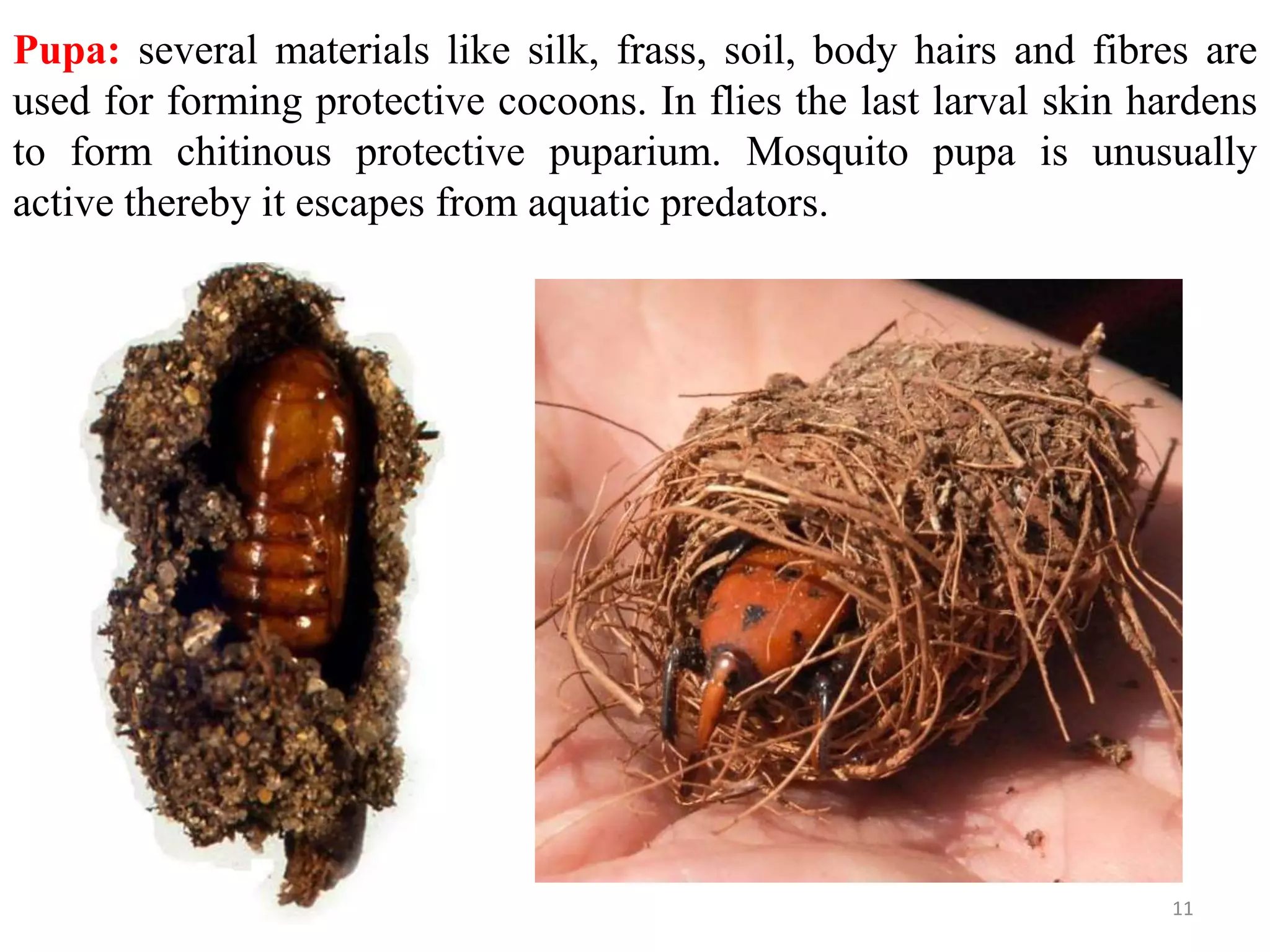 Offense and defense behavior in insects | PPTX