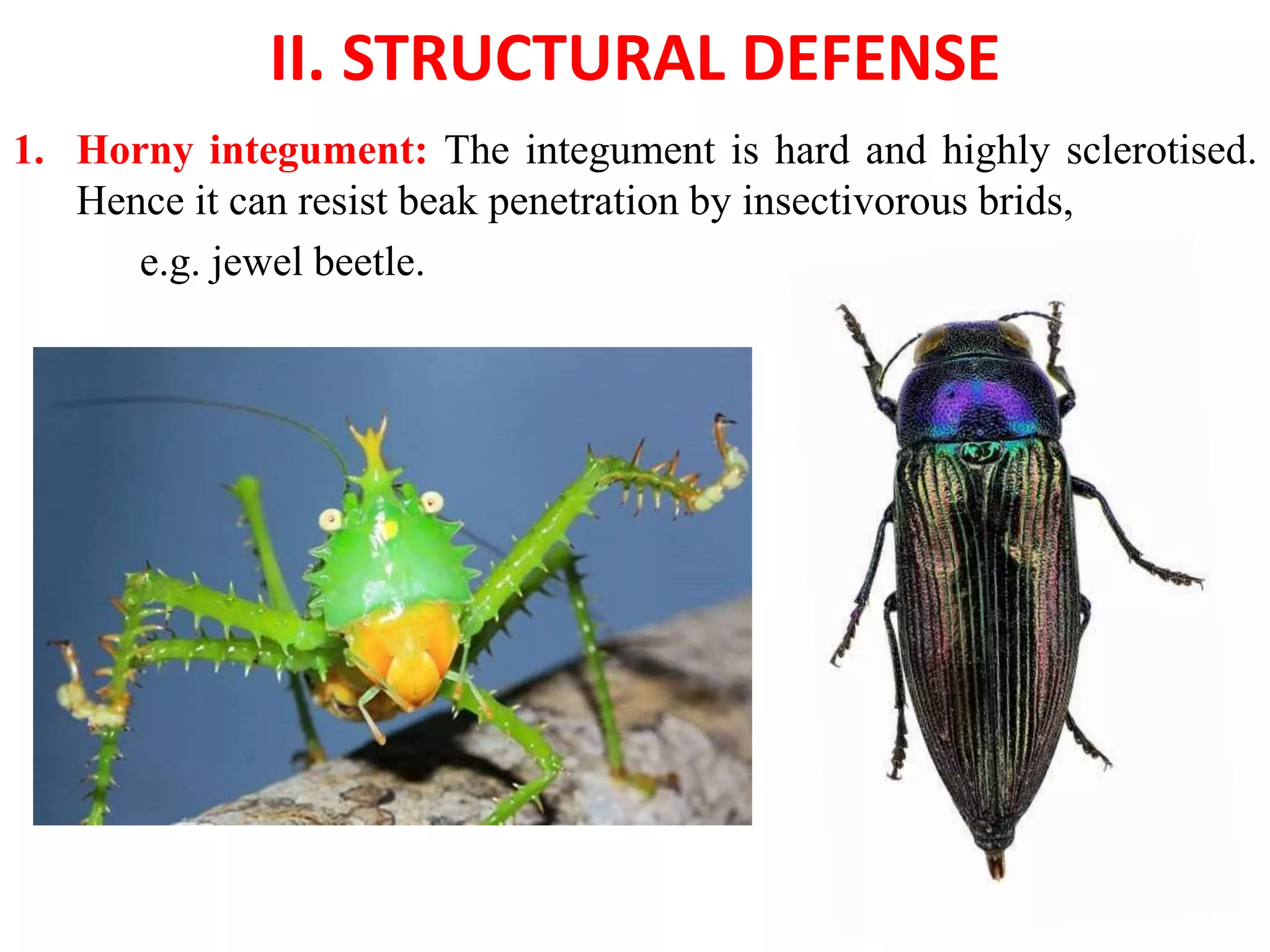 Offense and defense behavior in insects | PPTX