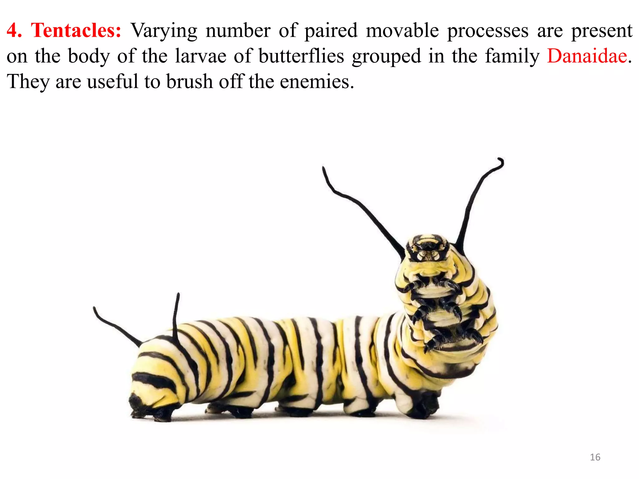 Offense and defense behavior in insects | PPTX