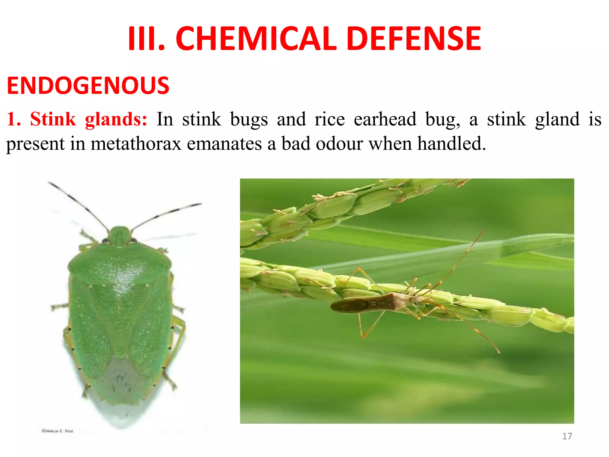 Offense and defense behavior in insects | PPTX